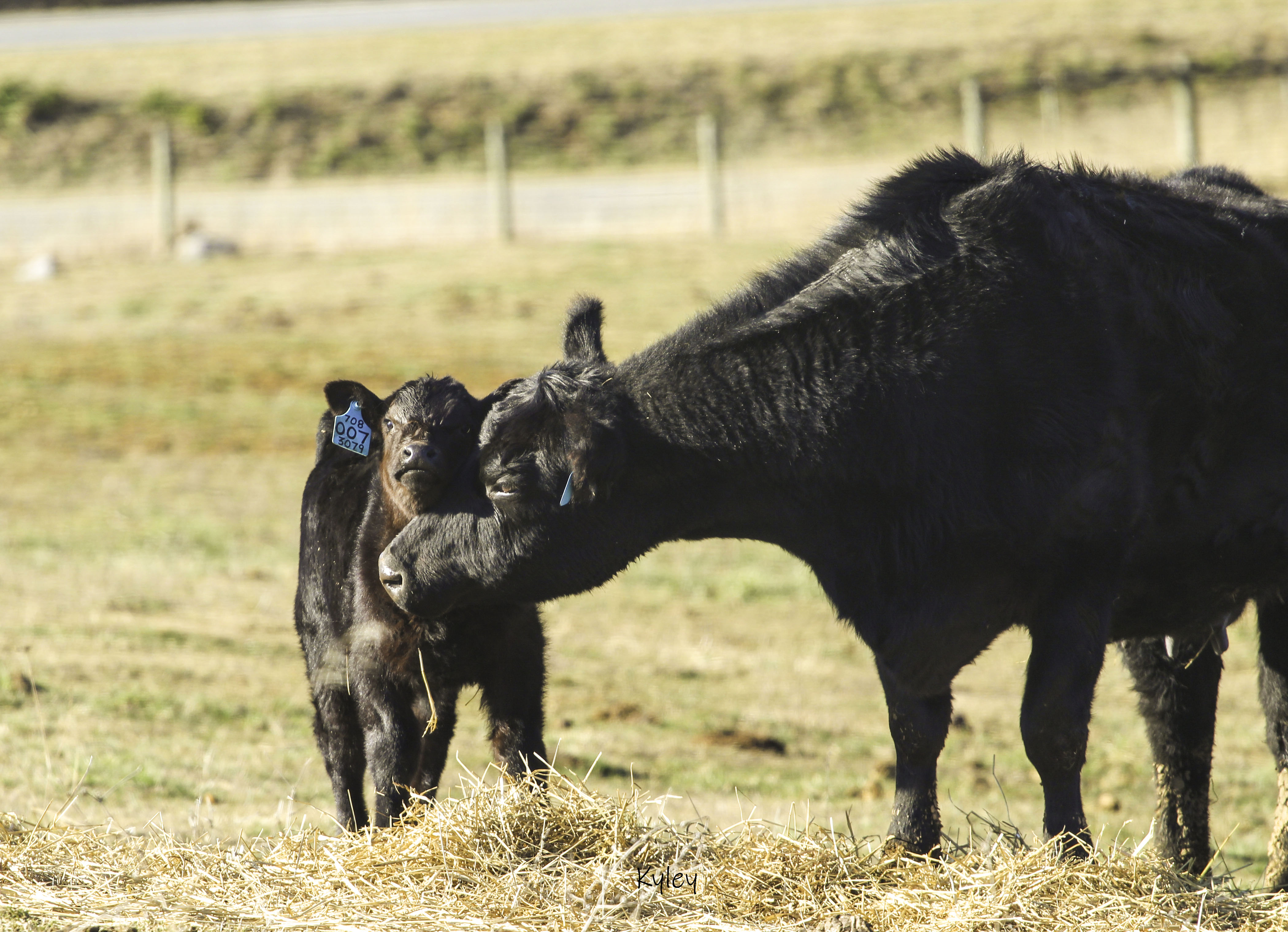Selecting the Right Angus Bull to Create a Resilient, Adaptable ...