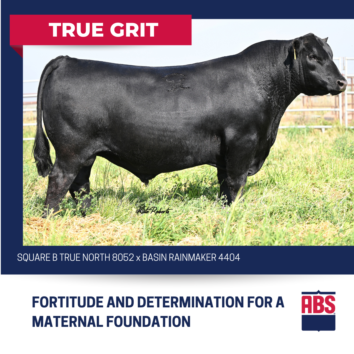 Top 5 Angus Bulls - ABS Global US