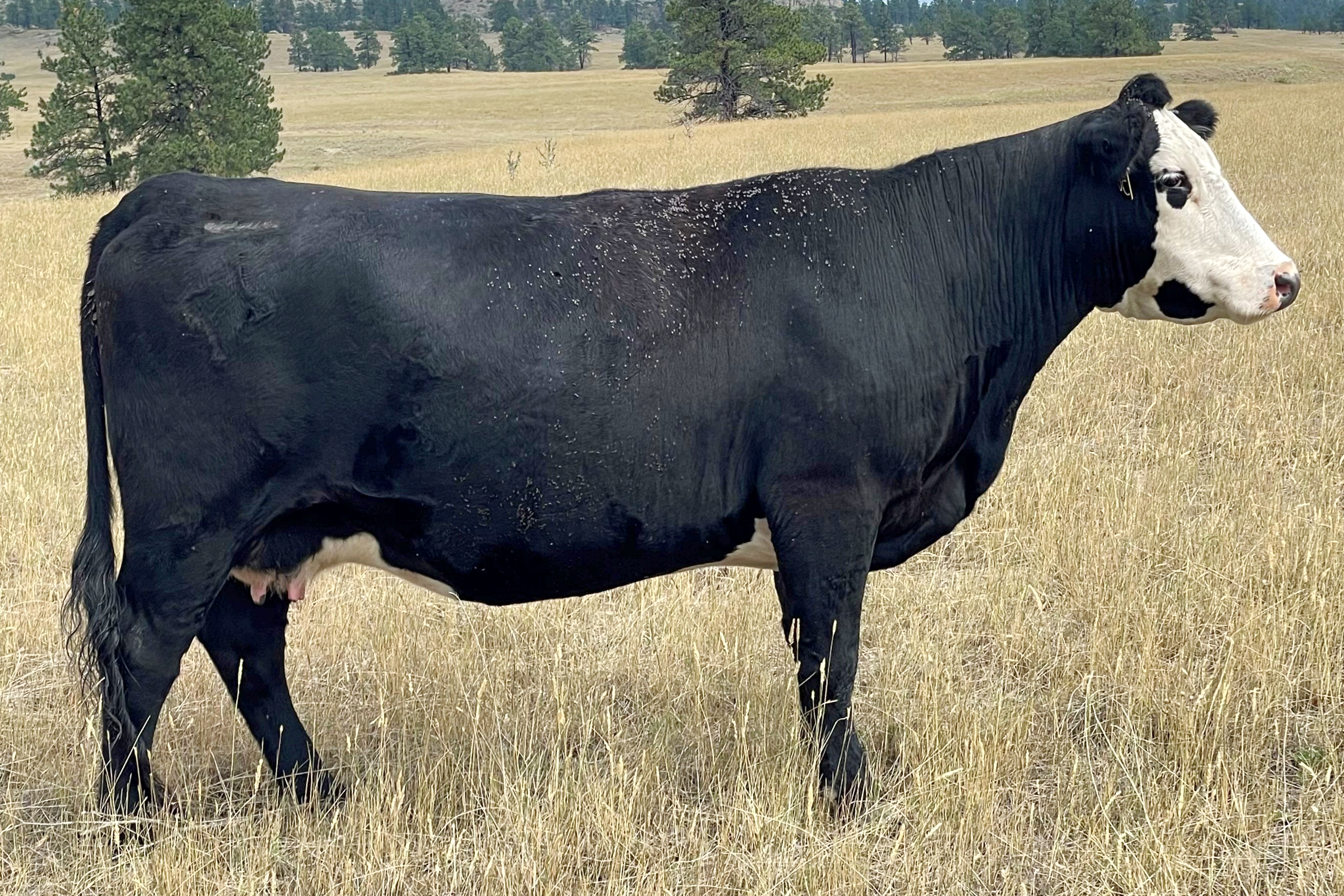 Red Simmental Bull Semen