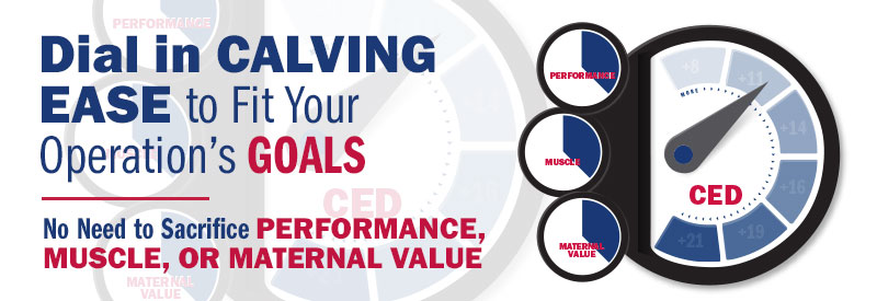 The Modern Calving Ease Sire - ABS Global US