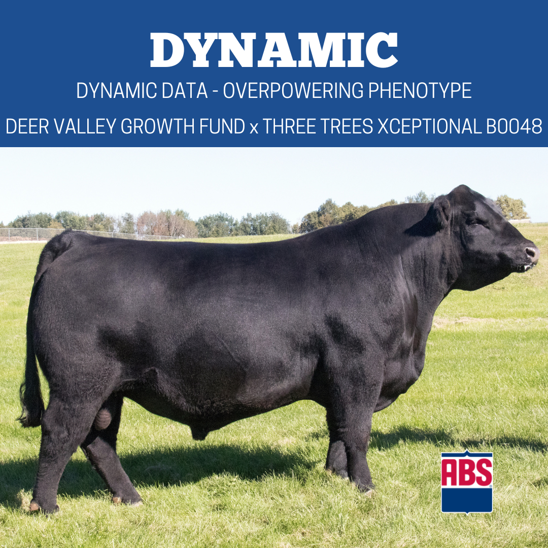 Top 5 Angus Bulls - ABS Global US