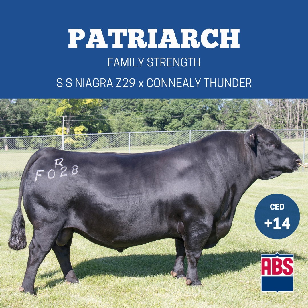 The Modern Calving Ease Sire - ABS Global US