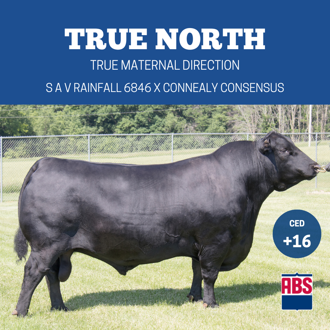 The Modern Calving Ease Sire - ABS Global US