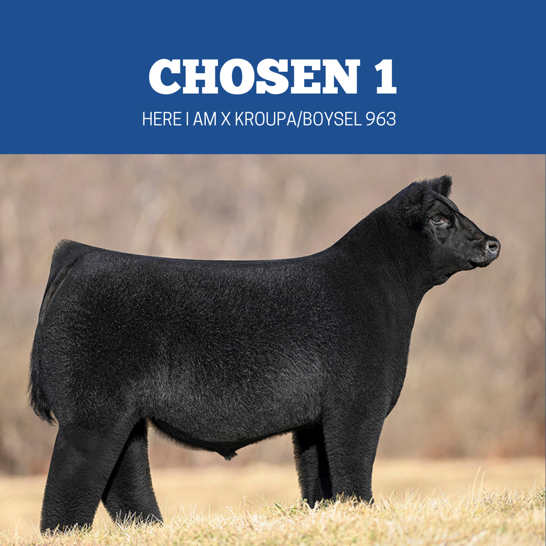 Five of the Best Club Calf Sires in the Business - ABS Global US