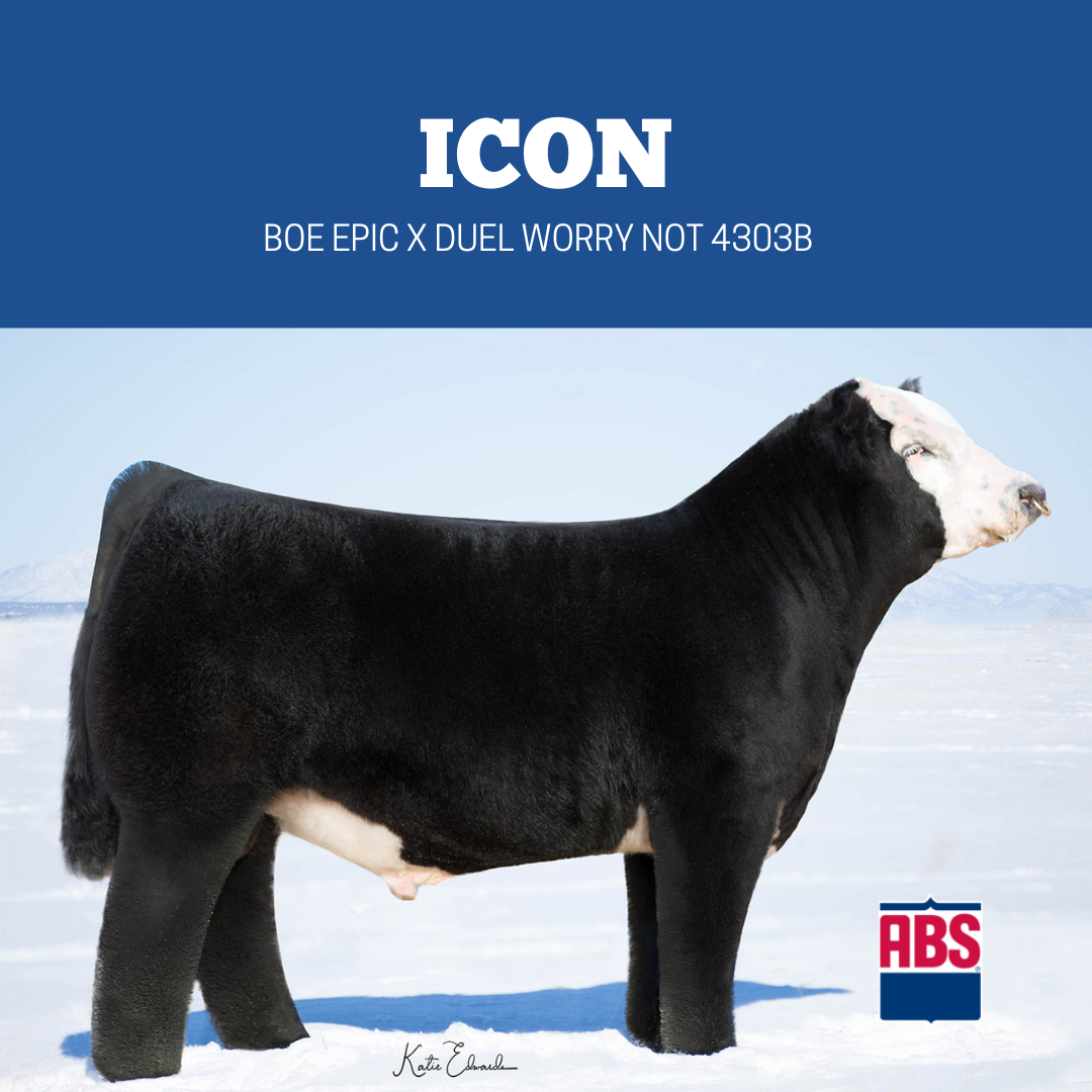 Five of the Best Club Calf Sires in the Business - ABS Global US