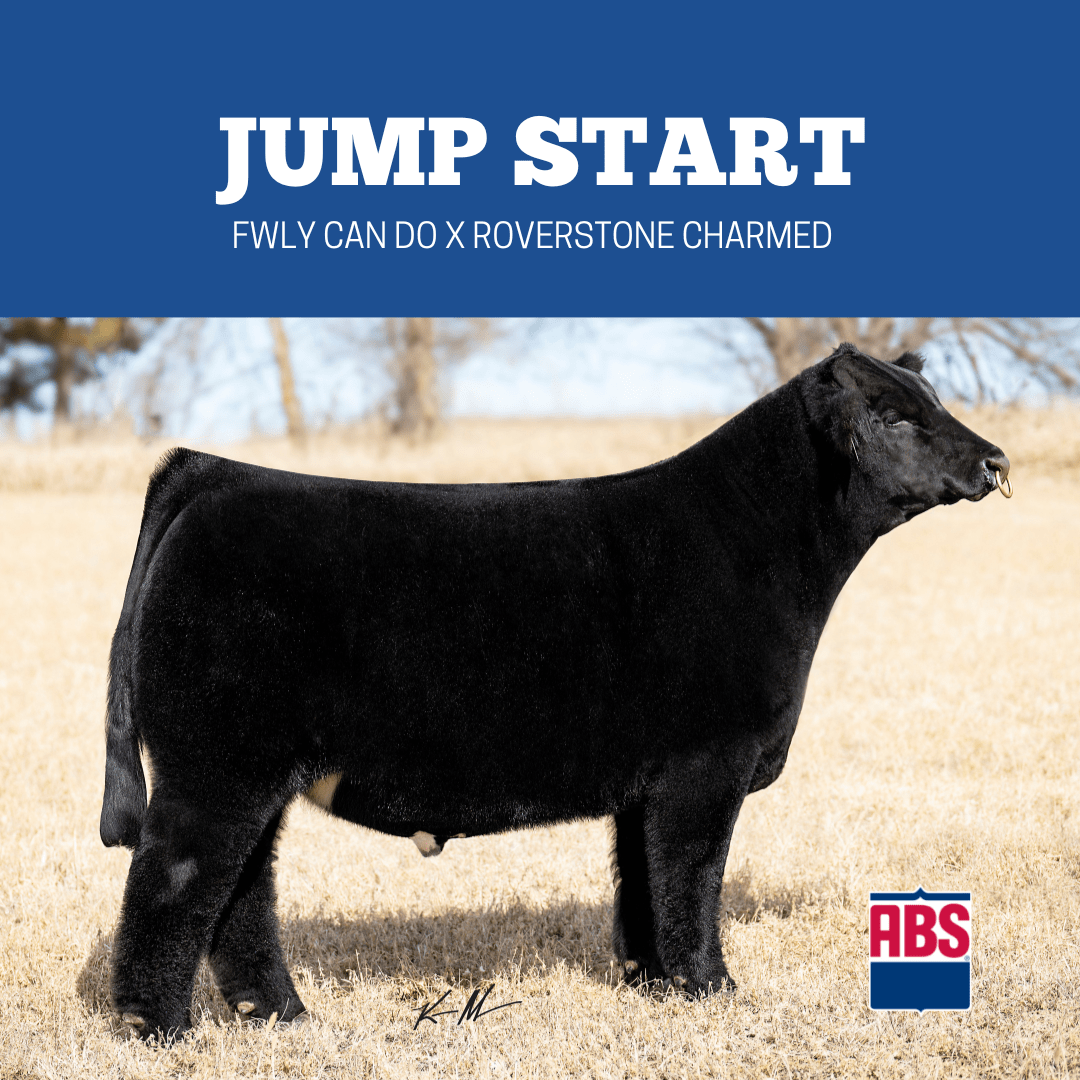 Five of the Best Club Calf Sires in the Business - ABS Global US