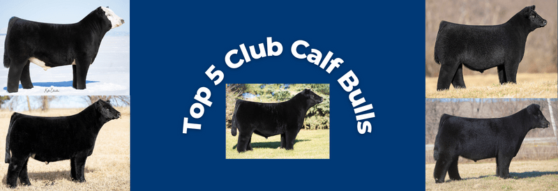 Five of the Best Club Calf Sires in the Business - ABS Global US