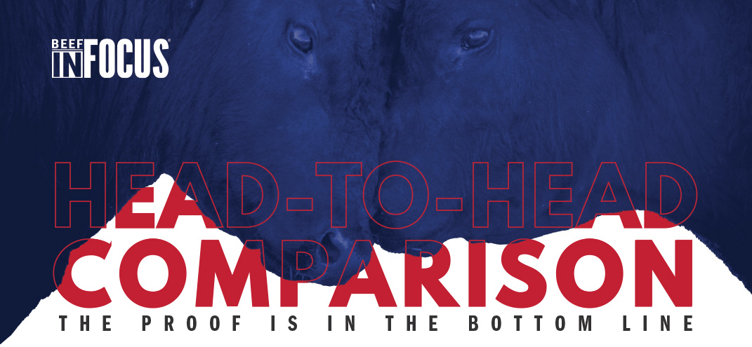 Head-to-head Beef InFocus Wins - ABS Global US