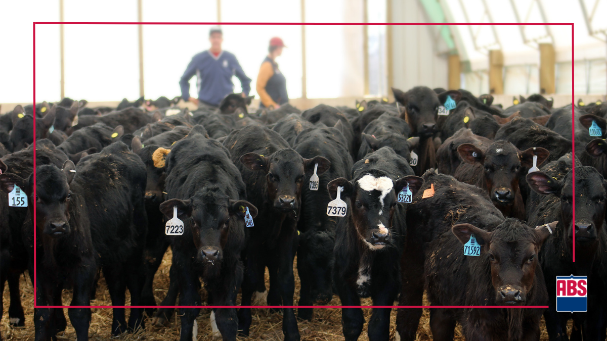 Three Reasons Dairies Should Care about Traceable Beef Cross Calves ...