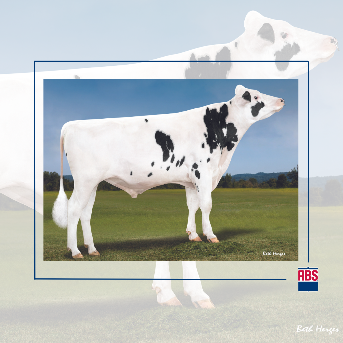 Two Words Describe ABS Global’s April Sire Summary: Consistent and ...