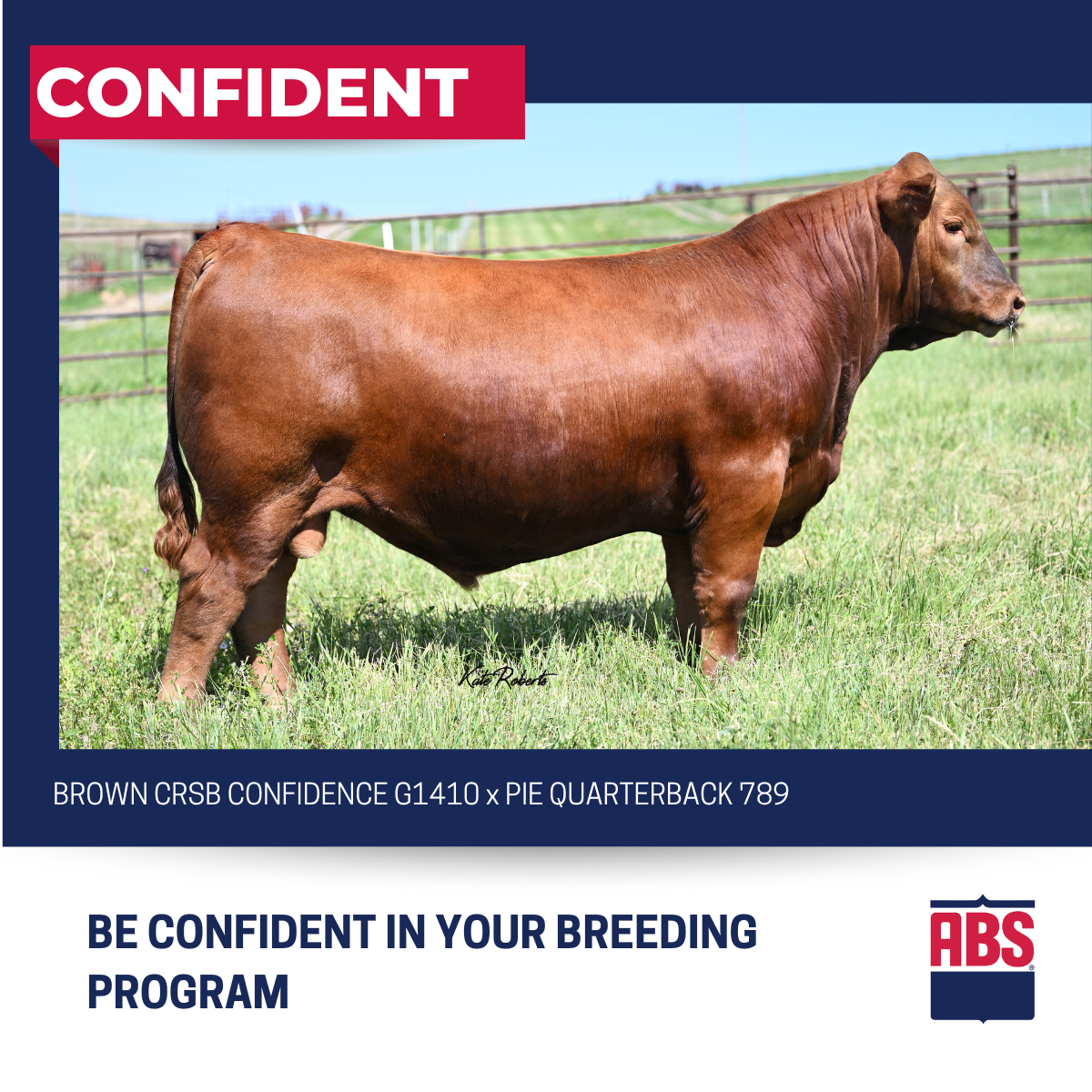 Five Red Angus Bulls You Should Know - ABS Global US