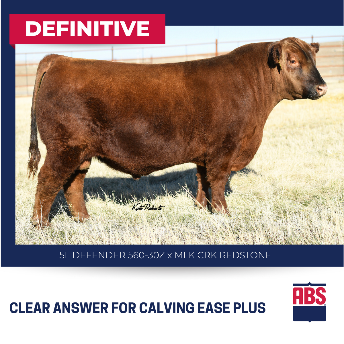 Five Red Angus Bulls You Should Know - ABS Global US