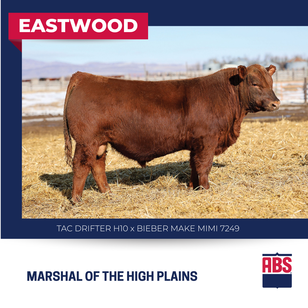Five Red Angus Bulls You Should Know - ABS Global US