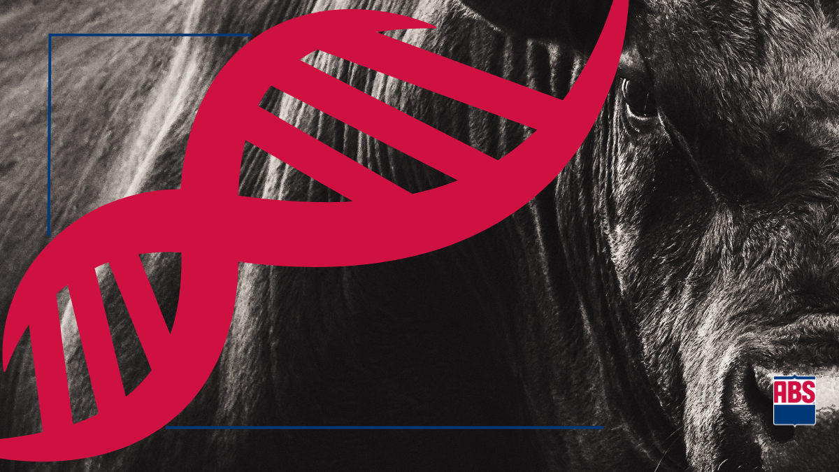 The Evolution of Genomics in the Beef Industry with Ben Lohmann - ABS ...