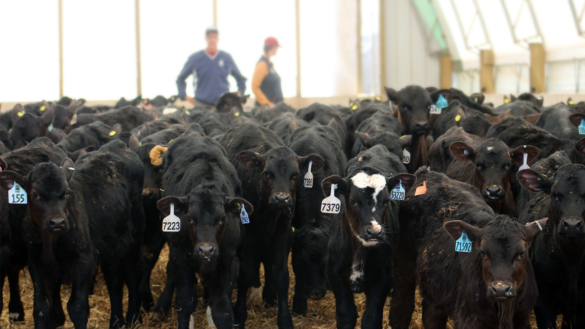 Focus on What’s Under the Hide - ABS Global USA