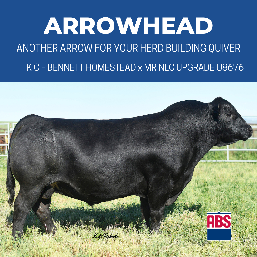 Get Familiar with these Five Simmental Sires - ABS Global US