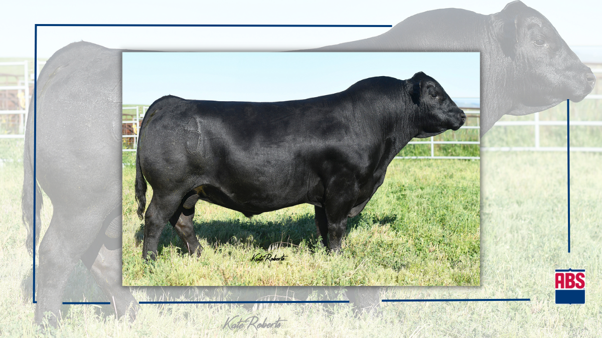 Get Familiar with these Five Simmental Sires - ABS Global US