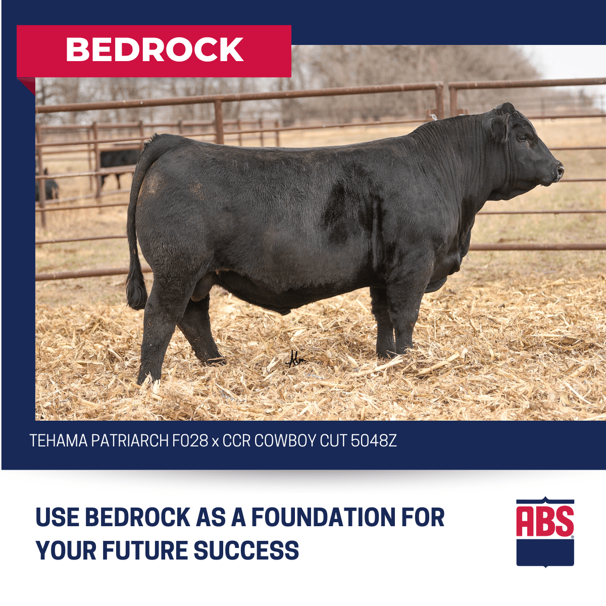 Get Familiar With These Five Simmental Sires - ABS Global US