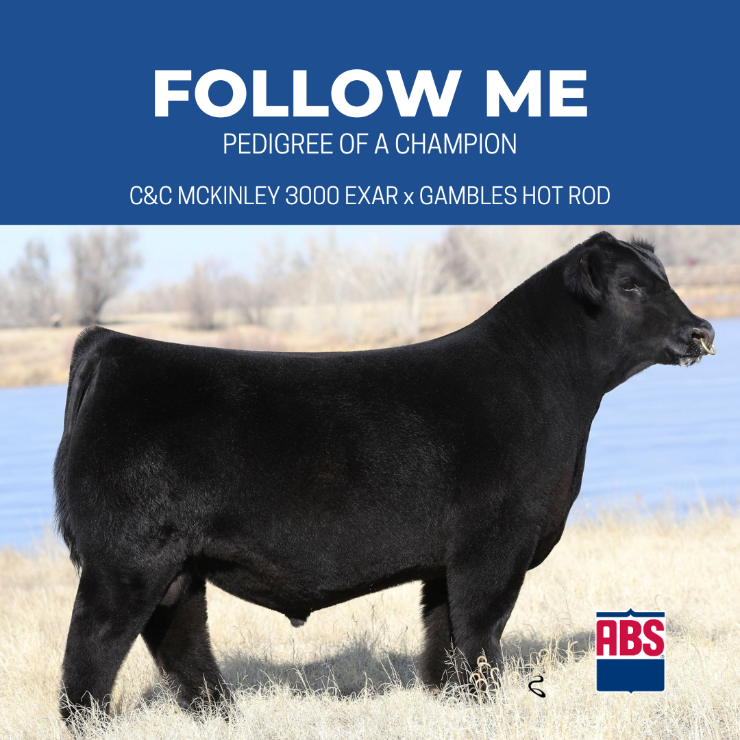 Four Angus Sires to Get You to the Backdrop - ABS Global US