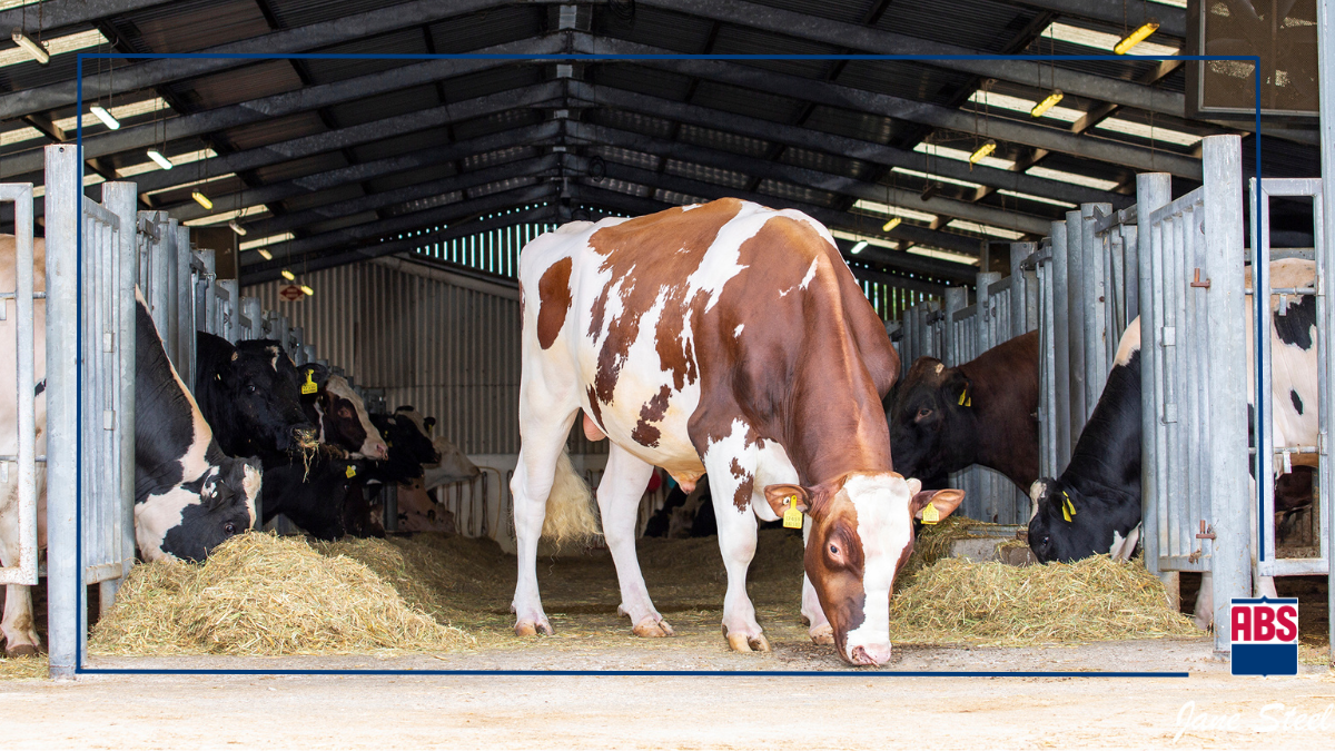 Increase Profits and Lower Expenses with Dairy Crossbreeding - ABS ...