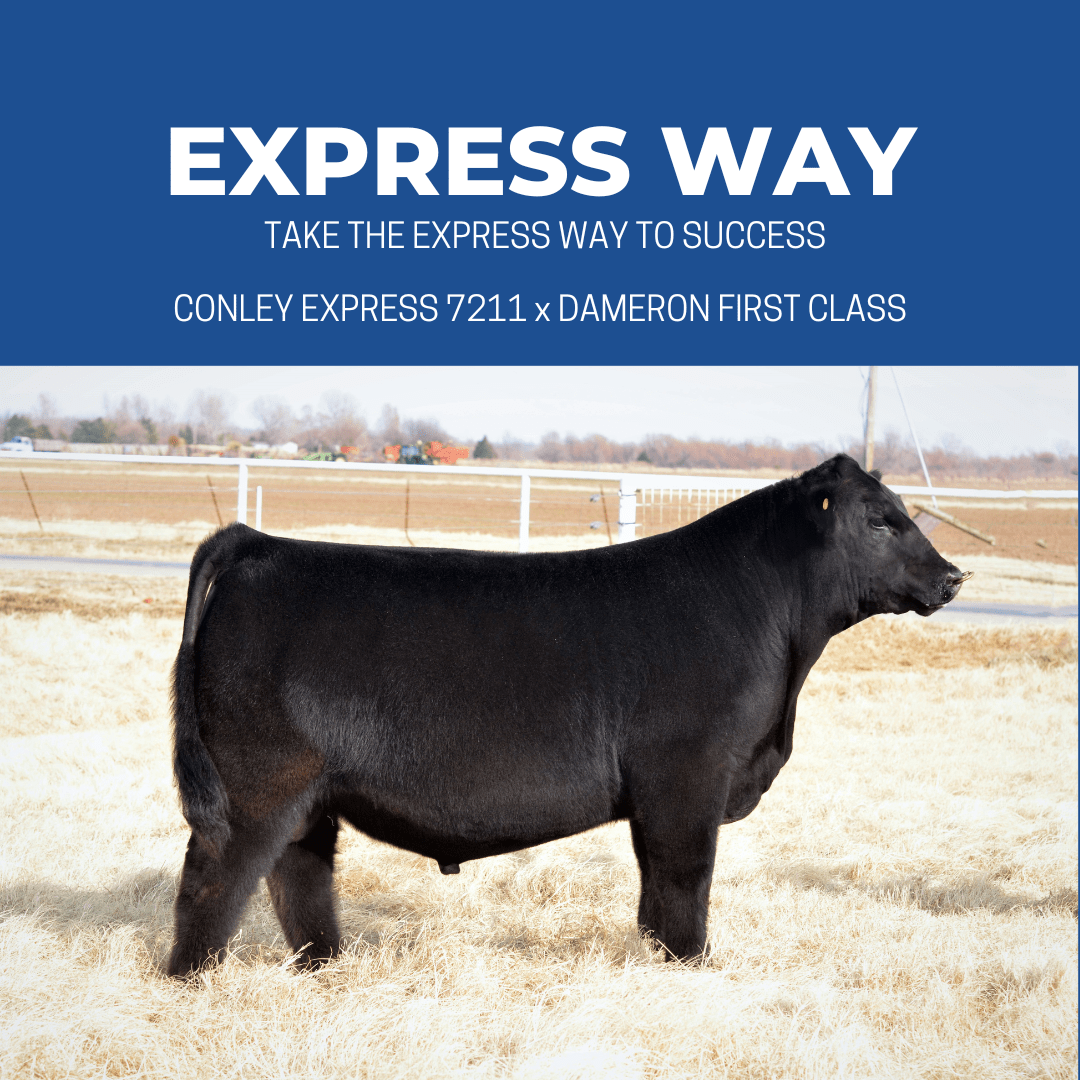Four Angus Sires to Get You to the Backdrop - ABS Global US