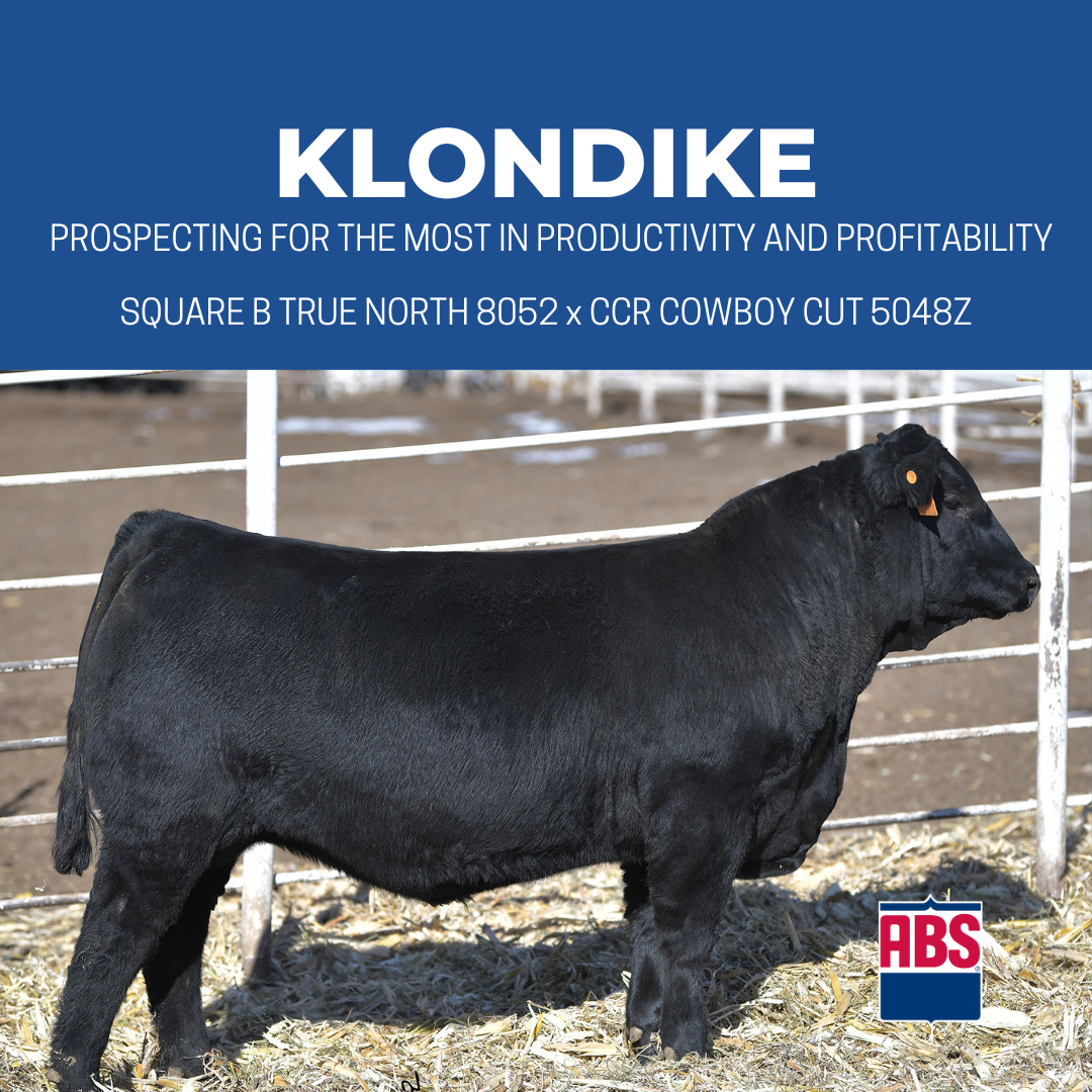 Get Familiar with these Five Simmental Sires - ABS Global US