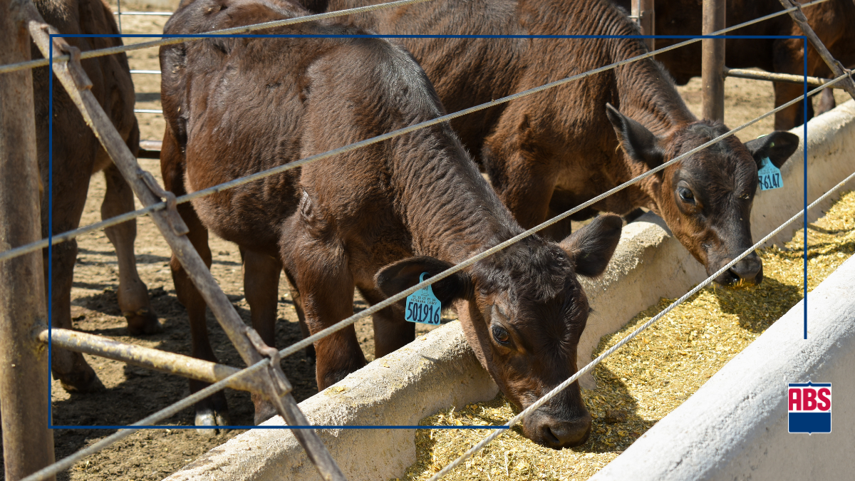 The ‘Need-to-Knows’ about a Sexed and Beef Strategy - ABS Global US