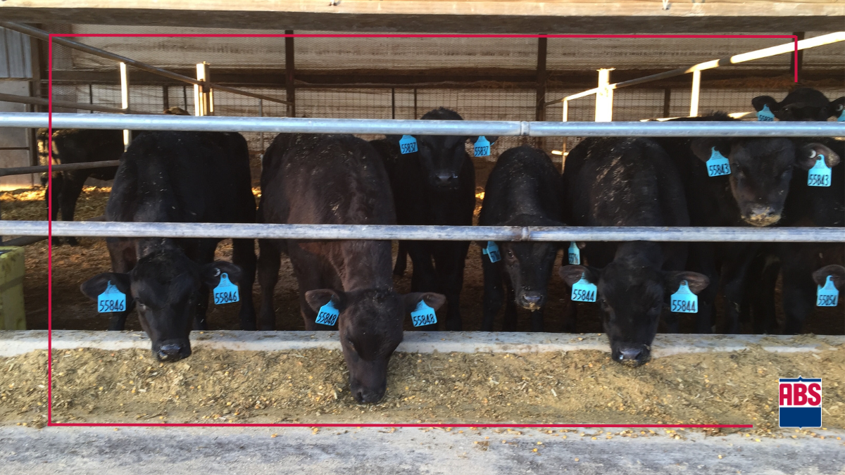 Five Reasons Using Good Genetics in Your Beef on Dairy Program is ...