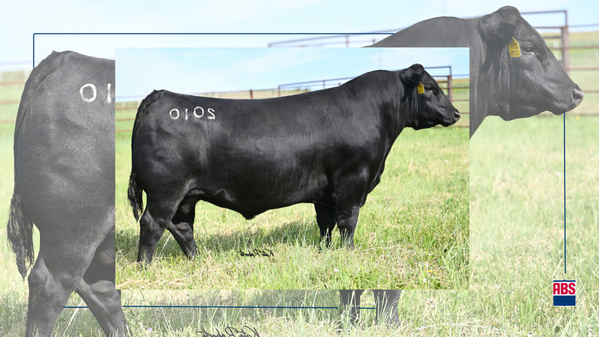 Four Diverse Angus Sires to Reach Your Goals - ABS Global US