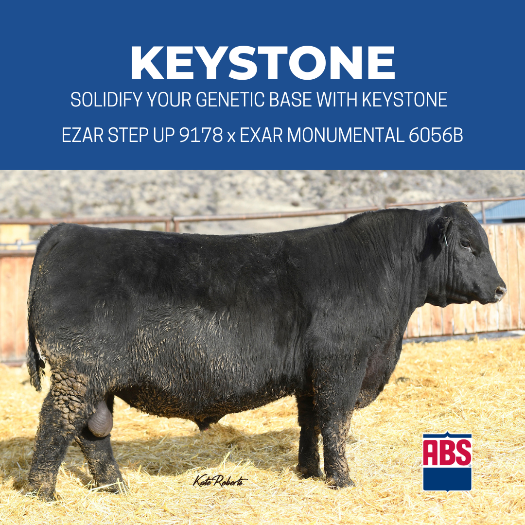 Four Diverse Angus Sires to Reach Your Goals - ABS Global US