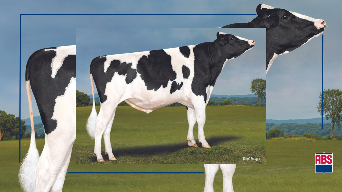 Top Ten Holstein Standouts - ABS Global US