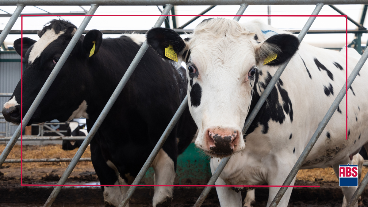 Why Genomic Test Your Heifers? - ABS Global US