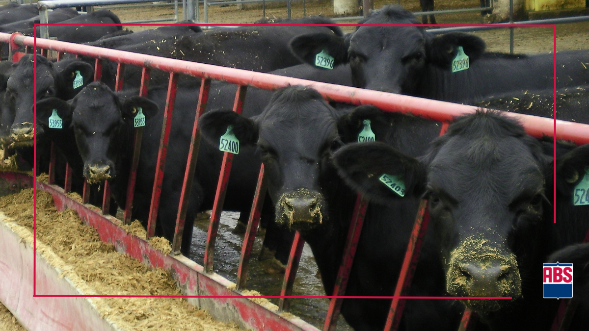 Diversifying Your Dairy’s Revenue Stream - ABS Global US