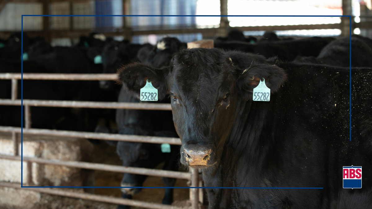 Beef InFocus Outperforms All - ABS Global US