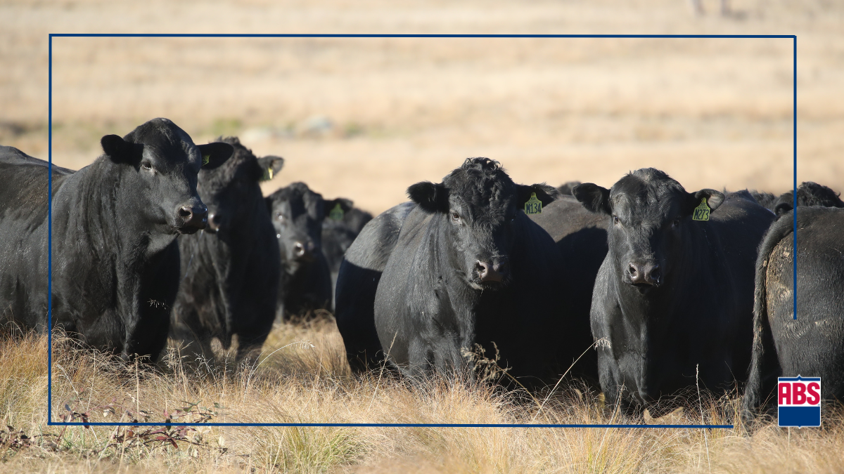 Maximize Beef Profitability by Knowing Your Marketplace - ABS Global US