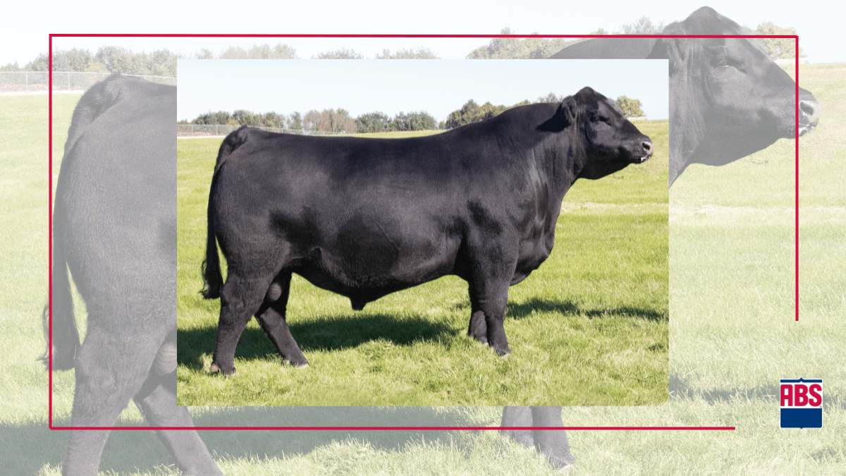5 Angus Sires to Consider for Spring 2024 - ABS Global US