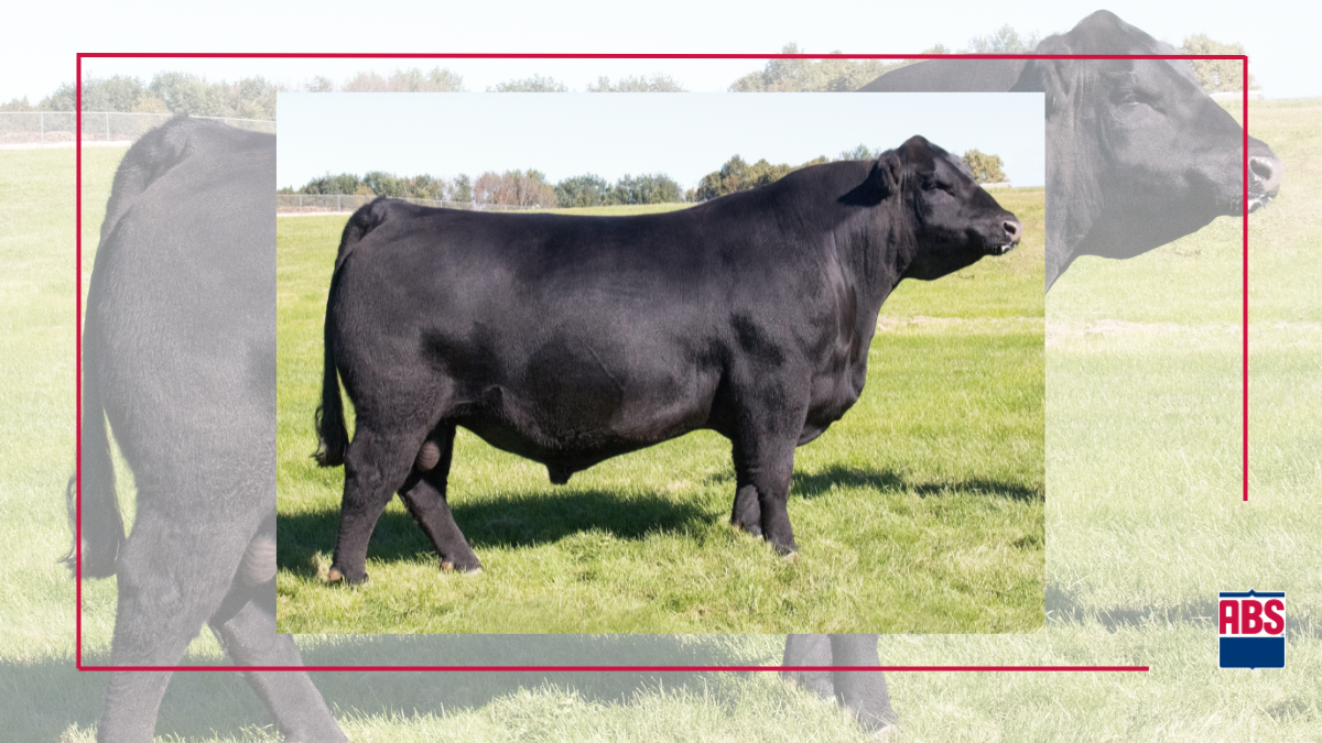 5 Angus Sires to Consider for Spring 2024 - ABS Global US