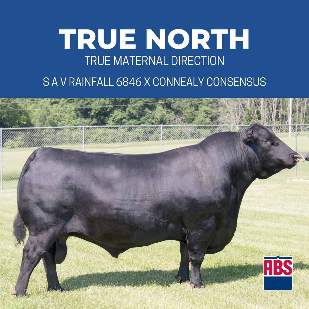 5 Angus Sires to Consider for Spring 2024 - ABS Global US