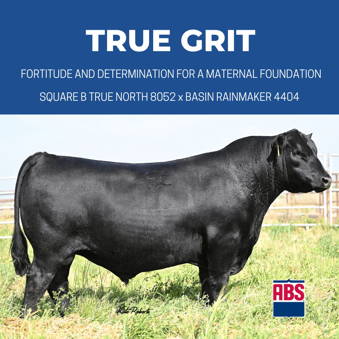 5 Angus Sires to Consider for Spring 2024 - ABS Global US