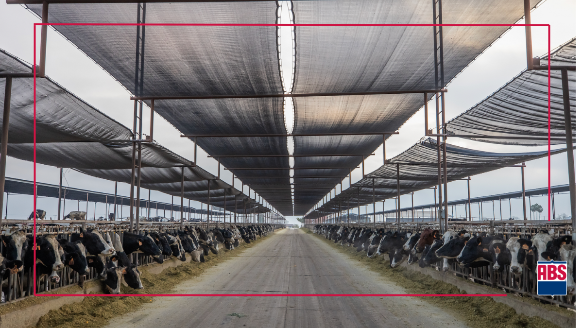 5 Steps to Using Dairy Traits and Indexes When Choosing Genetics - ABS ...