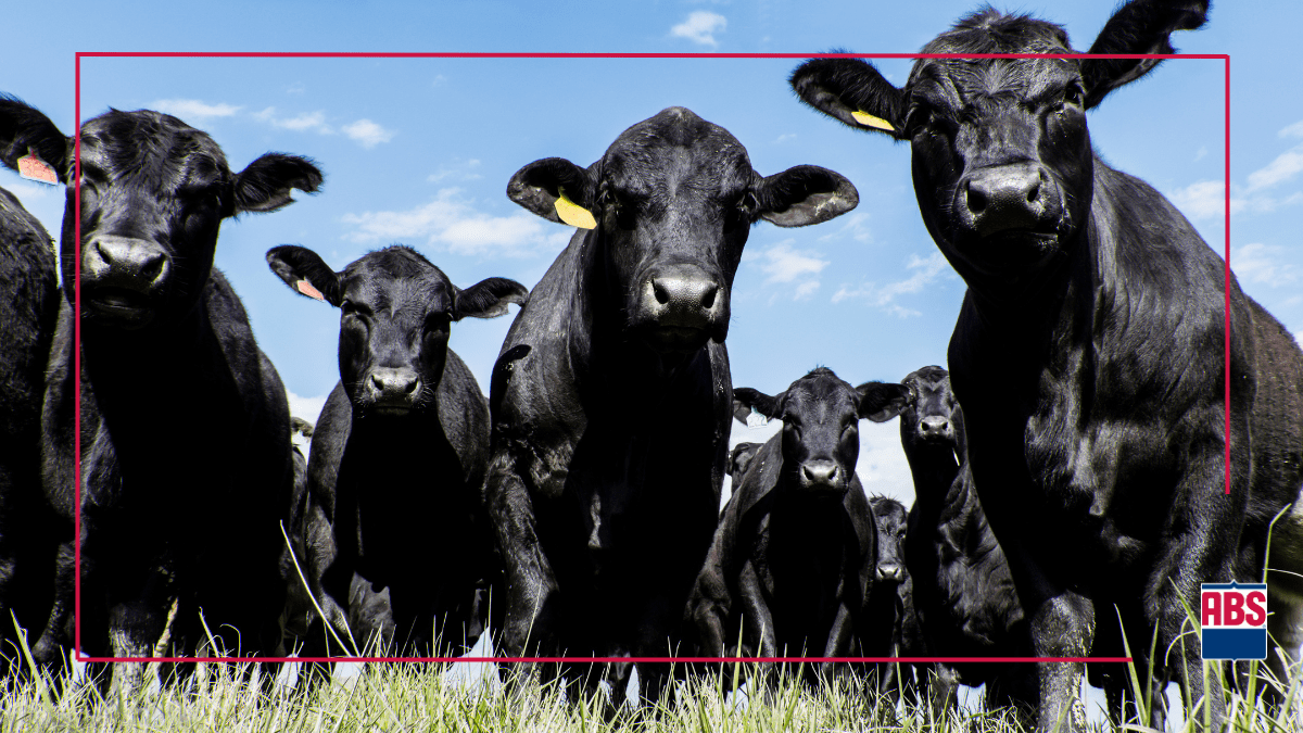 Beef Synchronization Protocols and Their Benefits - ABS Global US