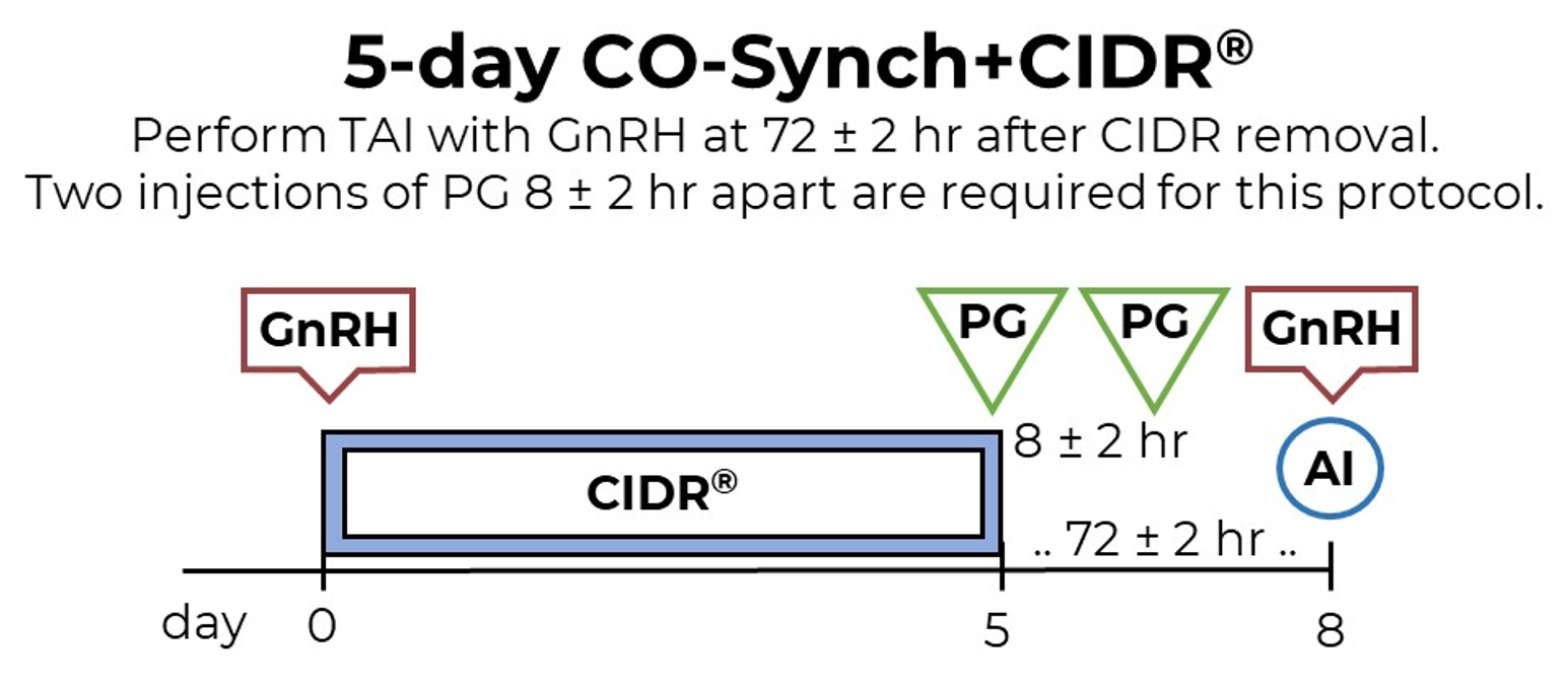 Beef Synchronization Protocols and Their Benefits - ABS Global US