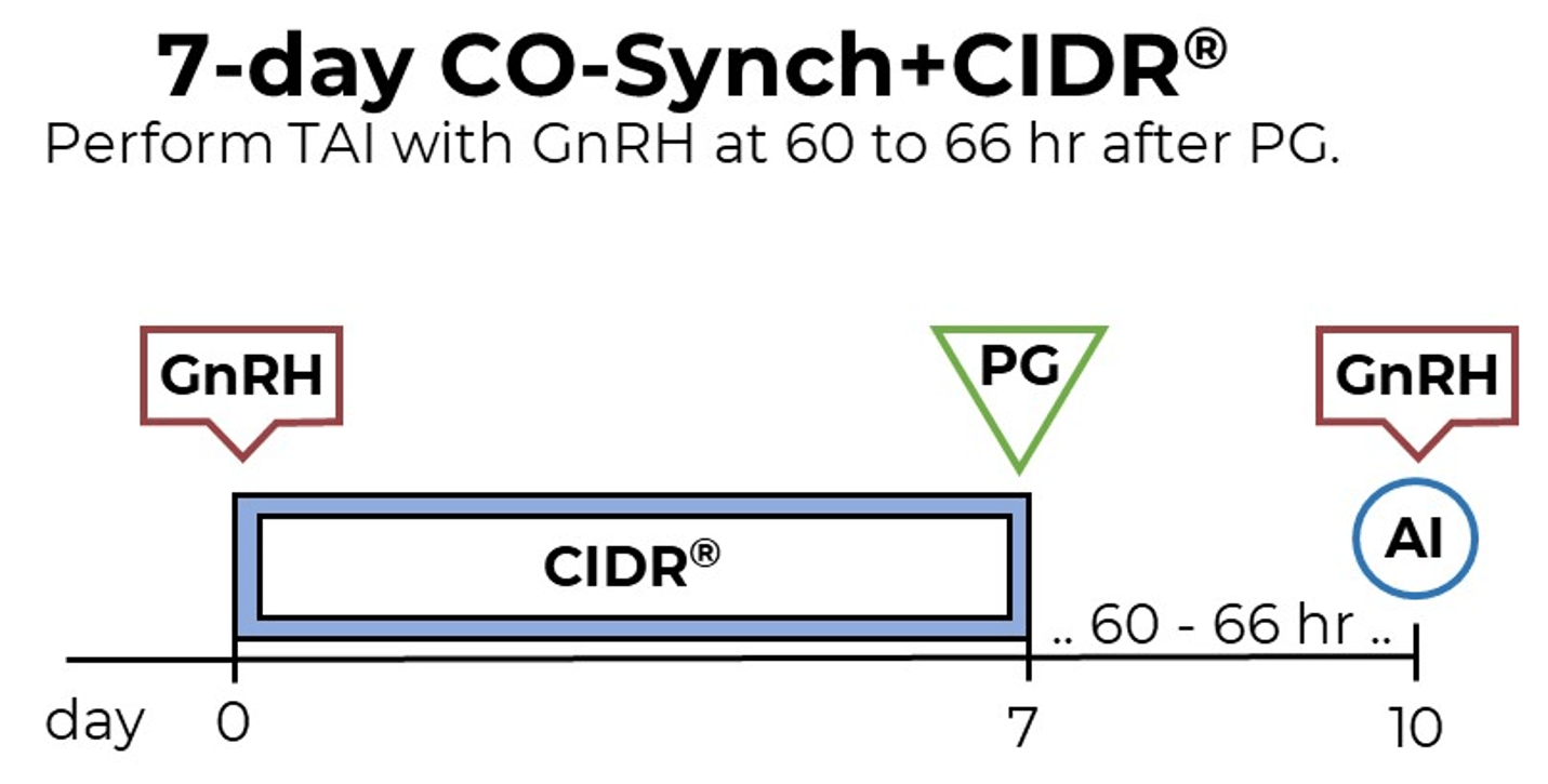 Beef Synchronization Protocols and Their Benefits - ABS Global US