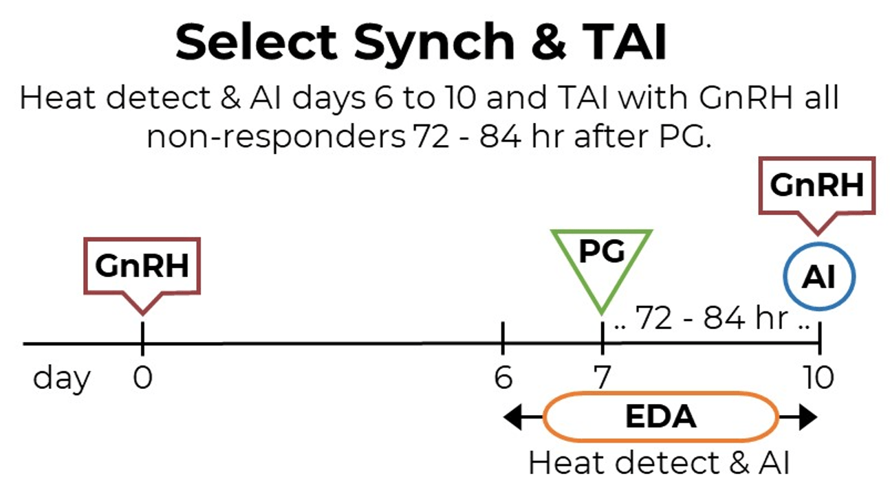 Beef Synchronization Protocols and Their Benefits - ABS Global US