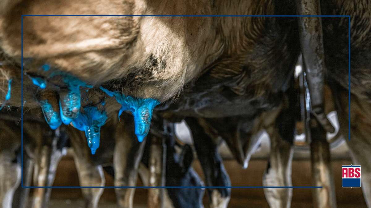 Top 6 Udder Care Challenges - ABS Global US