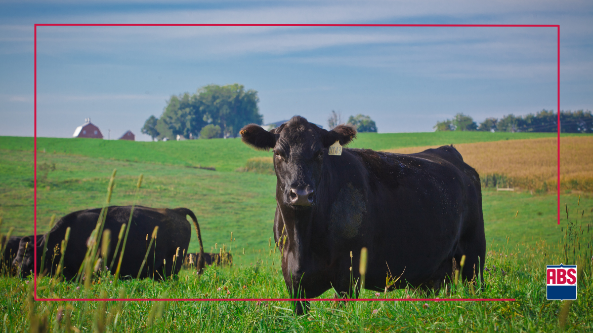 Your Beef Breeding Season Checklist - ABS Global US
