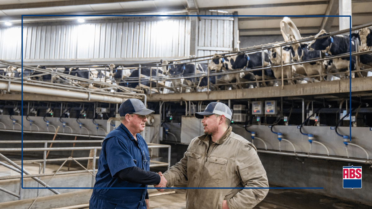 How Do You Create Your Ideal Cow? - ABS Global US