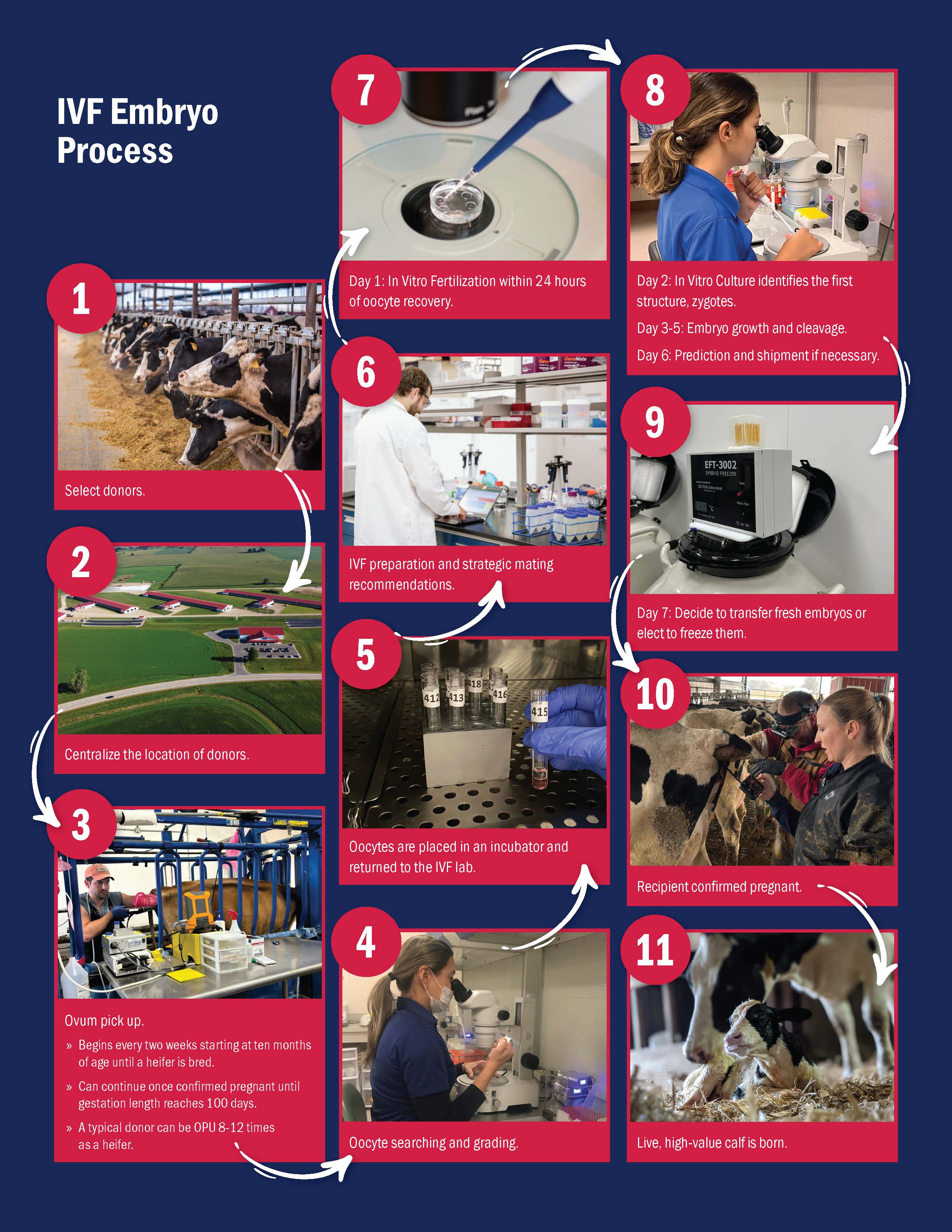 IVF Embryos for Your Dairy Herd - ABS Global US