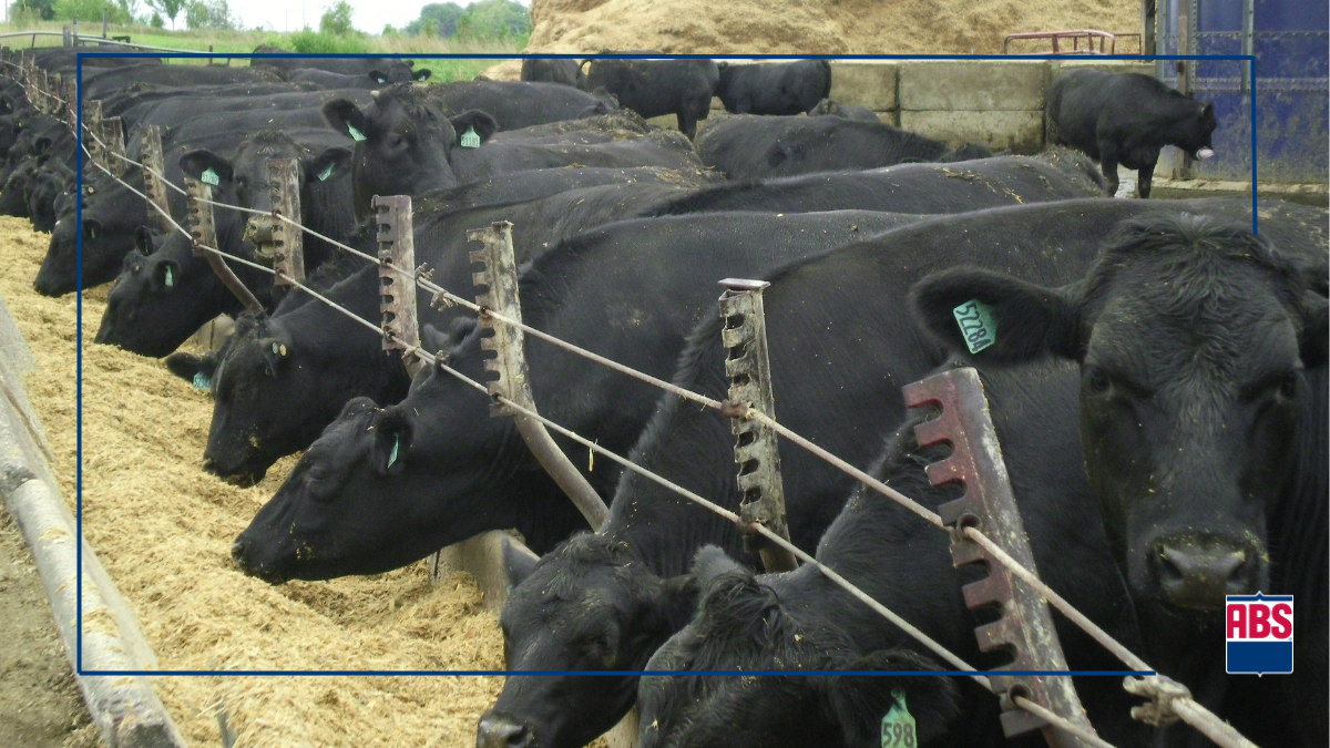 Beef on Dairy: Maximize Revenue by Understanding the Beef Supply Chain ...