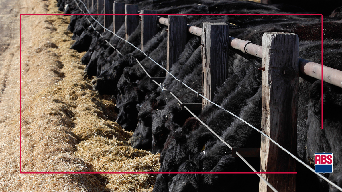 Red Meat Yield: A Forgotten Carcass Characteristic - ABS Global US